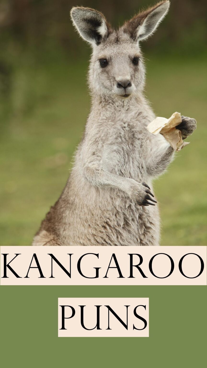 Kangaroo Puns for a Bouncing Good Time – 90 Funny Picks - Best Jokes ...